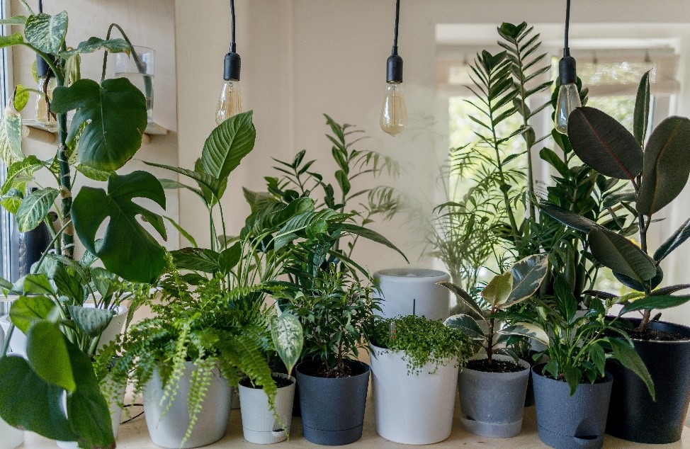 Pet friendly house plants - Altin Homes